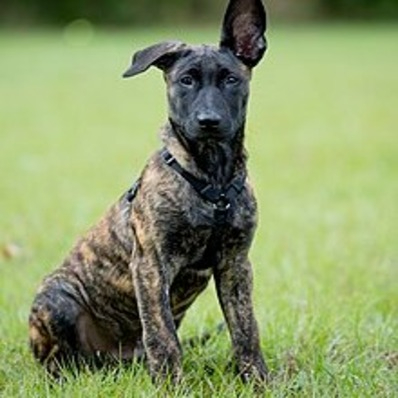 Dutch Shepherd - Characteristics, Traits, Facts, and Ratings!