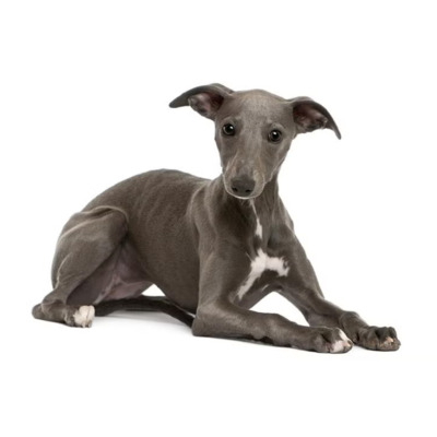 Whippet Breed - Facts, Traits, & Care Tips and More