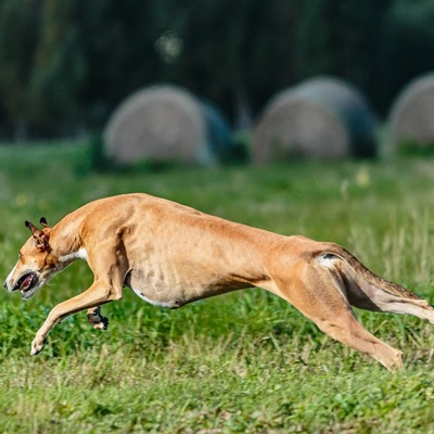 Whippet Breed - Facts, Traits, & Care Tips and More