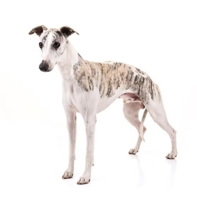 Whippet Breed - Facts, Traits, & Care Tips and More