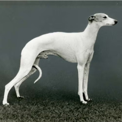 Whippet Breed - Facts, Traits, & Care Tips and More