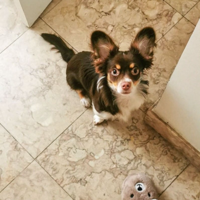 Chiweenie Mixed Breed - History, Temperament and Nutrition