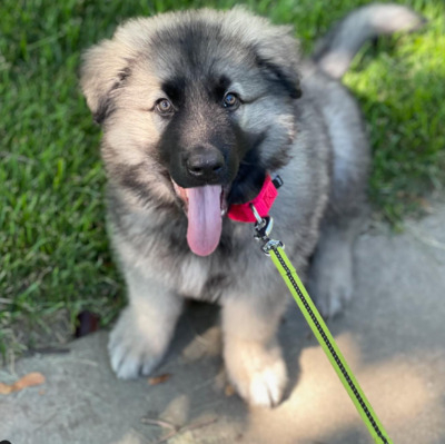 Shiloh Shepherd Breed Information & Characteristics