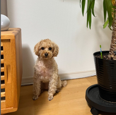 Schnoodle Dog Breed - Information, Facts, Ratings and More