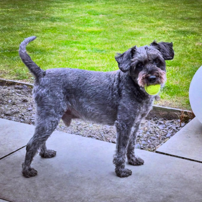 Schnoodle Dog Breed - Information, Facts, Ratings and More