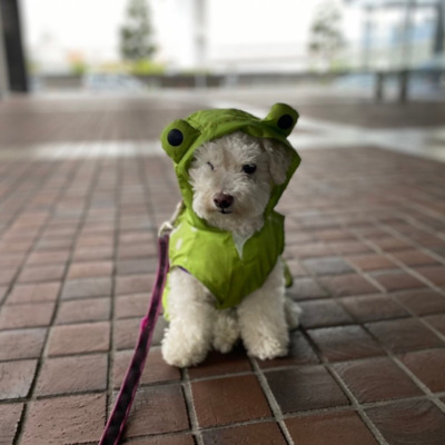 Schnoodle Dog Breed - Information, Facts, Ratings and More