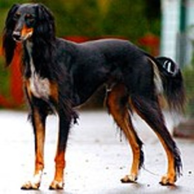 Saluki Breed - Facts, Traits, & Care Tips and More