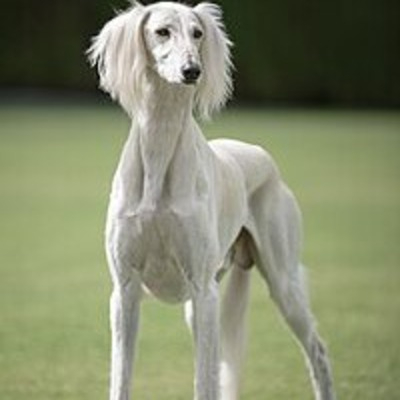 Saluki Breed - Facts, Traits, & Care Tips and More
