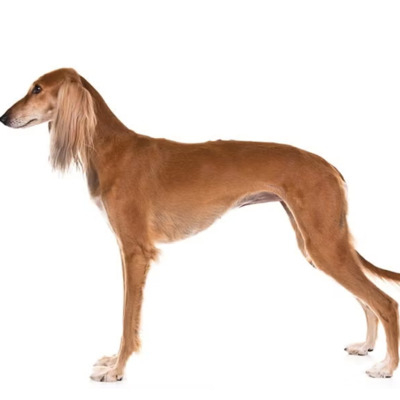 Saluki Breed - Facts, Traits, & Care Tips and More