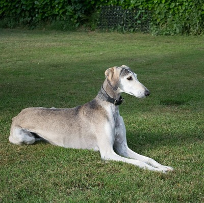 Saluki Breed - Facts, Traits, & Care Tips and More