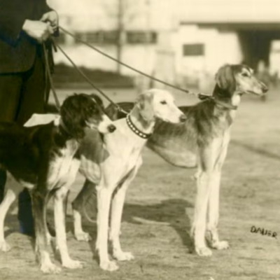 Saluki Breed - Facts, Traits, & Care Tips and More