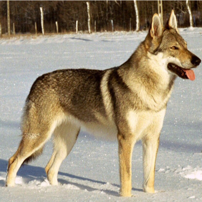 Czechoslovakian Vlcak- History, Facts, Care, Health and More