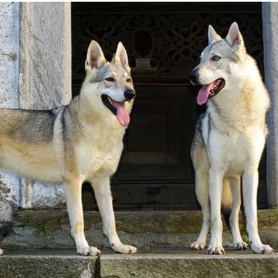 Czechoslovakian Vlcak- History, Facts, Care, Health and More