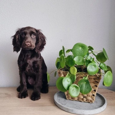 Boykin Spaniel Breed - Facts, Pet Ratings, Care and More