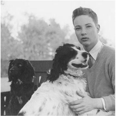 Boykin Spaniel Breed - Facts, Pet Ratings, Care and More