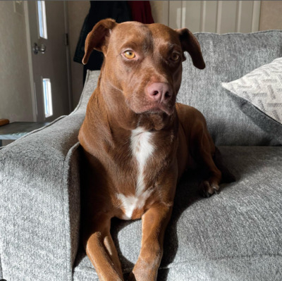 Blue Lacy Dog - Information, Facts, Ratings and More