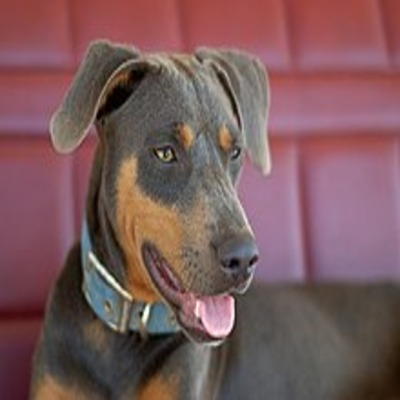 Blue Lacy Dog - Information, Facts, Ratings and More