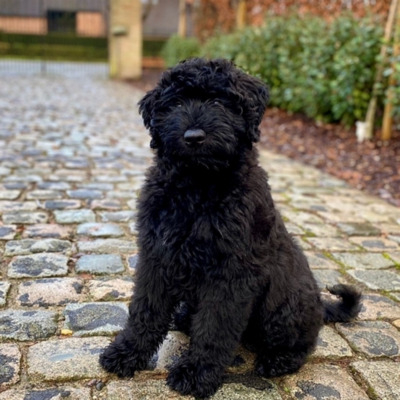 Bouvier des Flandres Breed Information & Characteristics