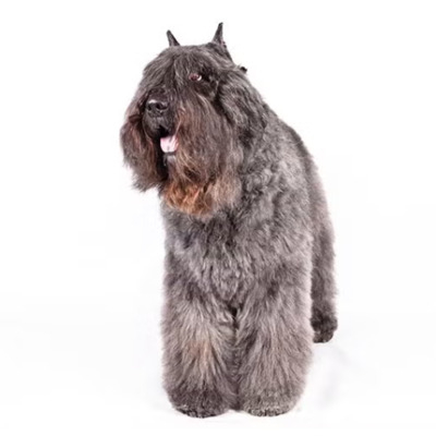 Bouvier des Flandres Breed Information & Characteristics