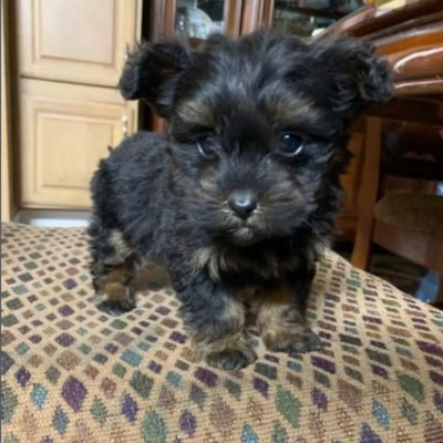 Shorkie Breed - Facts, Traits, & Care Tips and More