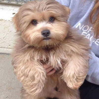 Shorkie Breed - Facts, Traits, & Care Tips and More
