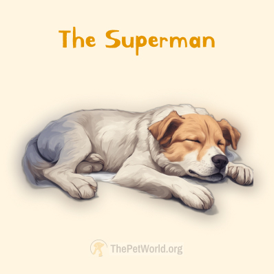 10 Common Dog Sleeping Positions And What They Say